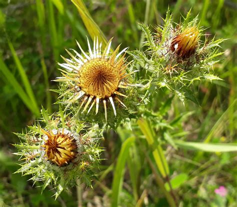 Carlina biebersteinii - Изображение особи - Плантариум