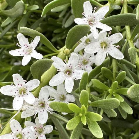 Top Rated Myoporum Parvifolium Cuttings Creeping Boobialla Dwarf