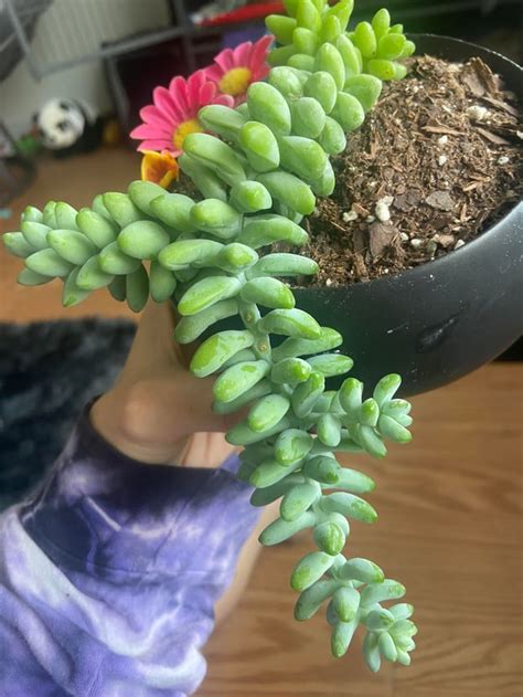 Help Small White Flakes R Plantclinic