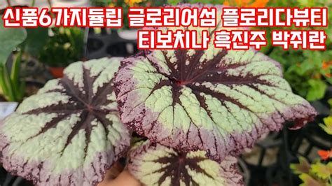 튤립구근 플로리다뷰티 무늬싱고디움 렉스베고니아 타마야 덴파레 미니퍼플 베란다정원 화초키우기 Youtube