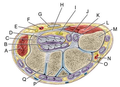 Transverse Section Hand Diagram Quizlet