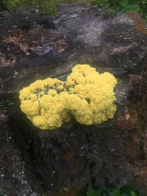 Single Cell Amoeba Trace Of