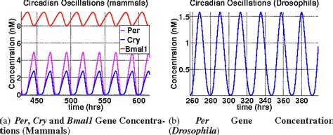 Figure 4 From Efficient Multiscale Simulations Of Circadian Rhythms Using Automated Phase