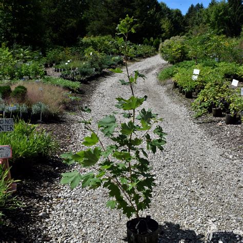Acer Saccharum 3 Sugar Maple Scioto Gardens Nursery