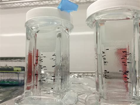 Fixation And Permeabilization Protocol Adapted From Sonny Nir Lab