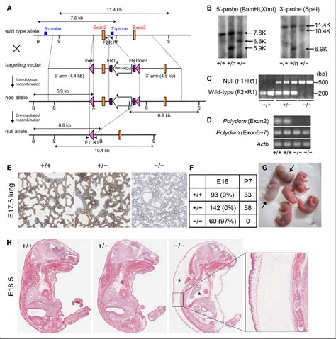 Lymphatic Plexus Semantic Scholar