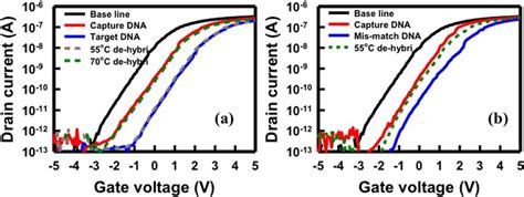 electrical response of the capture dna modified sinw fet sensor in