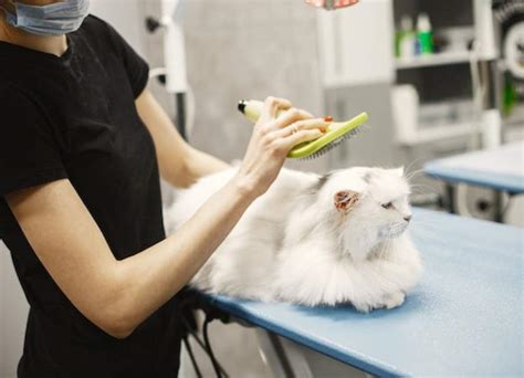 13 Common Cat Health Problems And Tips