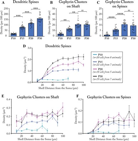 Development Of Gephyrin Clustering On Basal Dendrites Of Layer 23