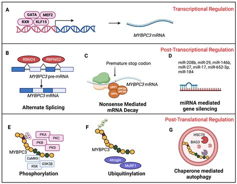 Hypertrophic Cardiomyopathy In Mybpc3 Carriers In Aging