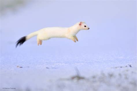 Freeze Frame Wildlife Photographer Of The Year Natural History Museum