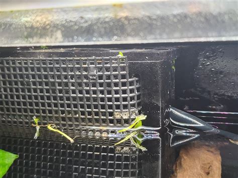 Diy Overflow Guard Raquariums