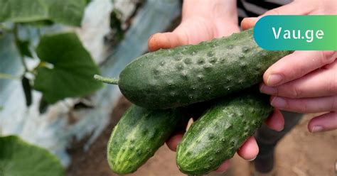 ხალხური მედიცინის წიგნში წავიკითხე რომ კუჭის შეკრულობის დროს ძალიან კარგია კიტრი უკვე წლებია