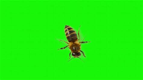 Animation Cartoon Honey Bee Stock Video Footage For Free Download