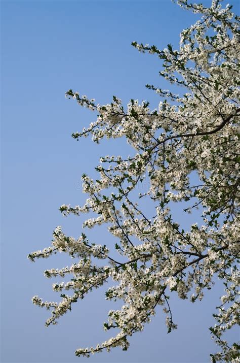Una Rama Con Las Flores Blancas Del árbol De Ciruelo De La Ciruela Claudia O De Ciruela