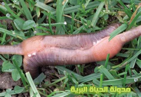 دودة الأرض