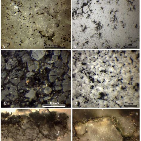 PDF The Role Of Fungi And Lichens In The Biodeterioration Of Stone Monuments