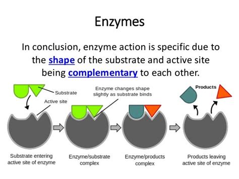 Enzymes