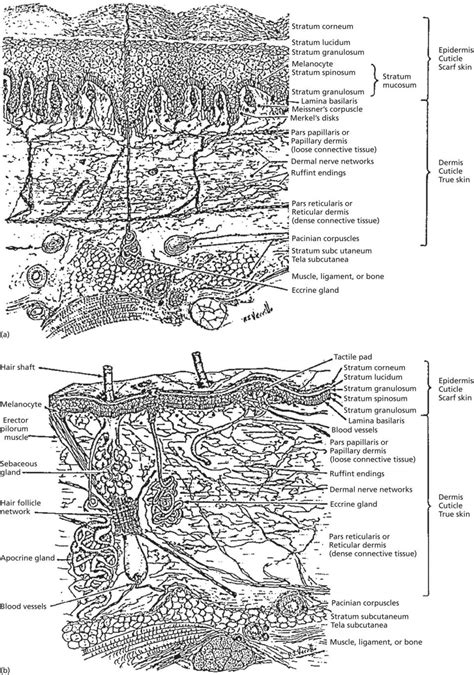4 The Somatosensory System And Sensitive Skin Plastic Surgery Key