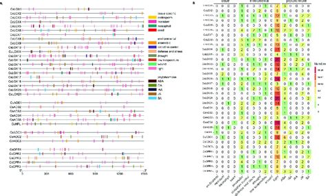 Cis Acting Regulatory Element Distribution Across C Sativa Oxylipin