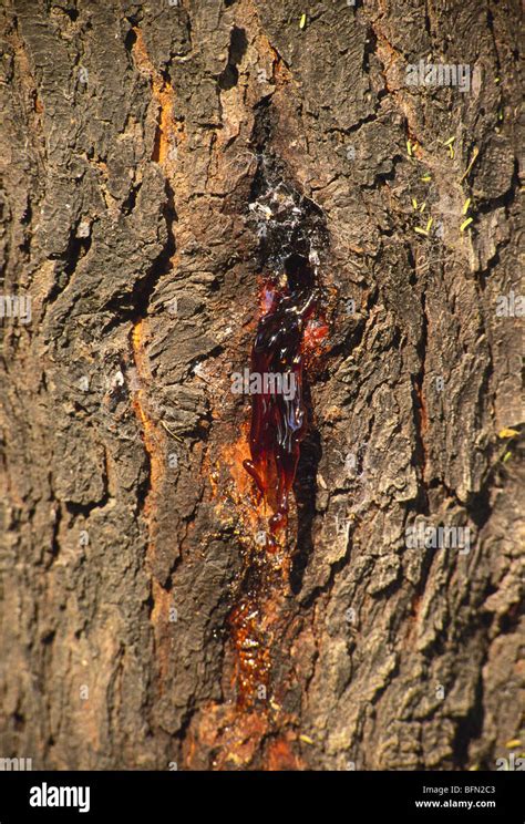 Gum Tree India Stock Photos Gum Tree India Stock Images Alamy
