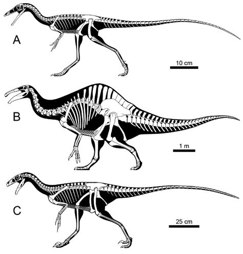 Skeletal Reconstructions Of Three Basal Maniraptoriforms A The Download Scientific Diagram