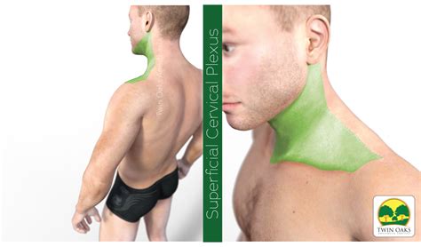 Cervical Plexus Block TWIN OAKS ANESTHESIA COURSES