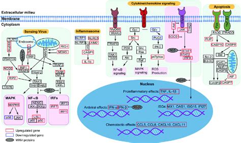 Key Signaling Pathways Modulated By Wnv Infection Genes Within Download Scientific Diagram