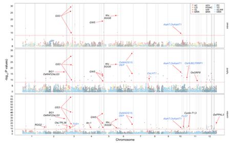 Nature Commun 湖南农大、武汉大学等研究团队利用表型代际效应联合分析流程鉴定杂交稻稻米品质性状关联位点 知乎