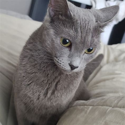 러시안블루 새라 고양이 책임분양♥ 아이조아 유기방지입양 파양 강아지보호소 고양이보호소 무료분양센터