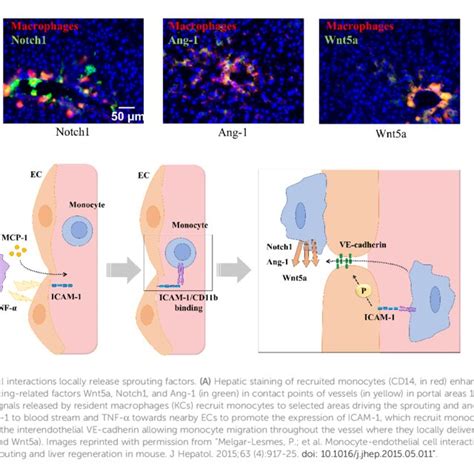 Monocyte Endothelial Cell Interactions And Vascular Sprouting Occurring