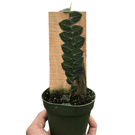 Rhaphidophora Cryptantha Shingle Plant Cafe Planta