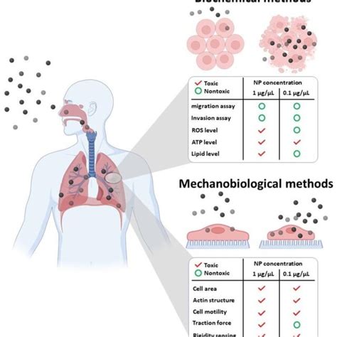 Schematic Diagram Illustrating The Various Biochemical And Download Scientific Diagram