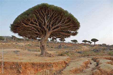 Dragon Tree Dracaena Cinnabari Dragons Blood Endemic Tree From