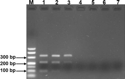 Sensitivity Detection Of Mpcr M Dl 500 Dna Marker L1 − 6 The