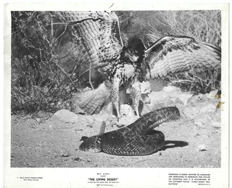 1953 The Living Desert Press Photo Parrys Vintage