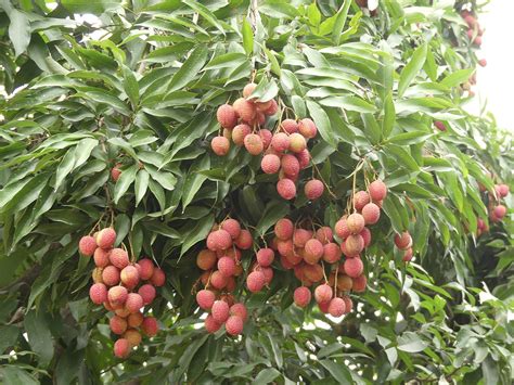 Buy Royal Land Rare Lychee Live Litchi Chinensis Dwarf Lychee Fruit 1 Y Live Layering Online