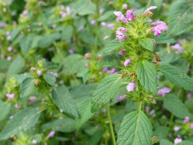 Wild Basil Pictures Flowers Leaves And Identification Clinopodium