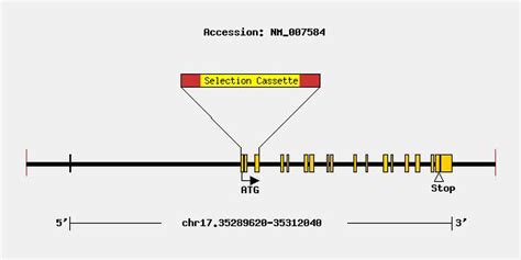 Ddr1 Taconic Biosciences