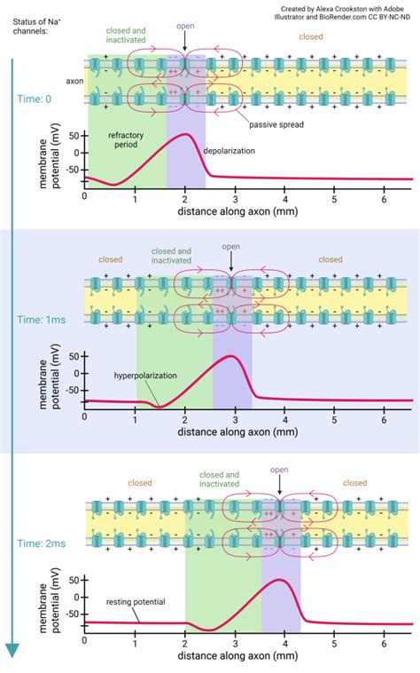 Action Potential Propagation Introduction To Neuroscience