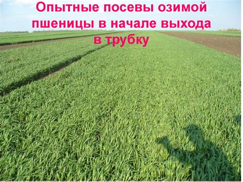 Экологические испытания сортов озимой пшеницы презентация онлайн