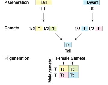 Basic Concepts Of Genetics III Lesson Science CBSE Class 10