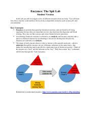 Enzyme Lab 5 Enzymes The Spit Lab Babe Version In This Lab You Will Investigate A Few Of