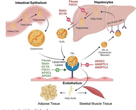 Figure 1 From New Approaches To Triglyceride Reduction Is There Any