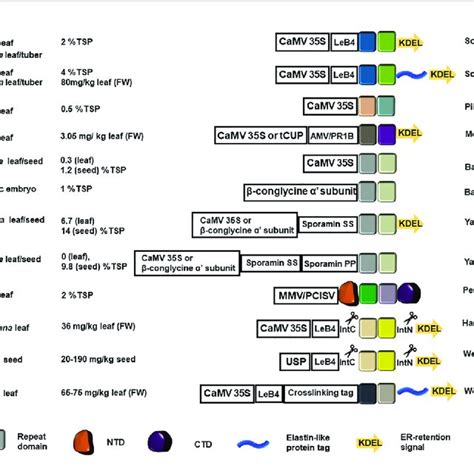 Schematic Representation Of The Recombinant Collagen Constructs Download Scientific Diagram