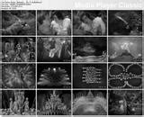 Busby Berkeley Babes Vintage Erotica Forums