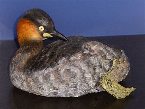 Alaotra Grebe Wikipedia