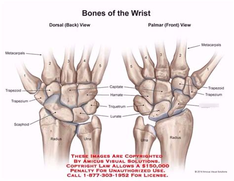 Carpals Appendicular Skeleton Diagram Quizlet