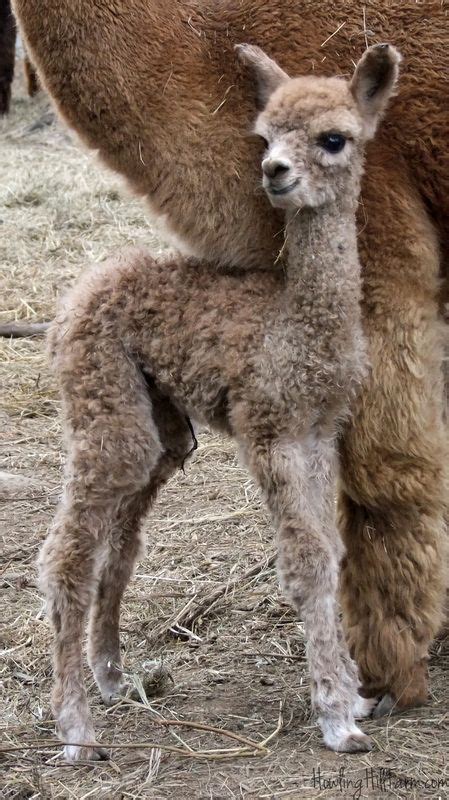 Alpaca Cria Nursing From Its Mother