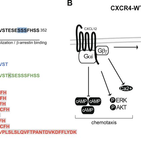 Stucture And Signaling Of Cxcr4whim Variants A Wt Cxcr4 Sequence